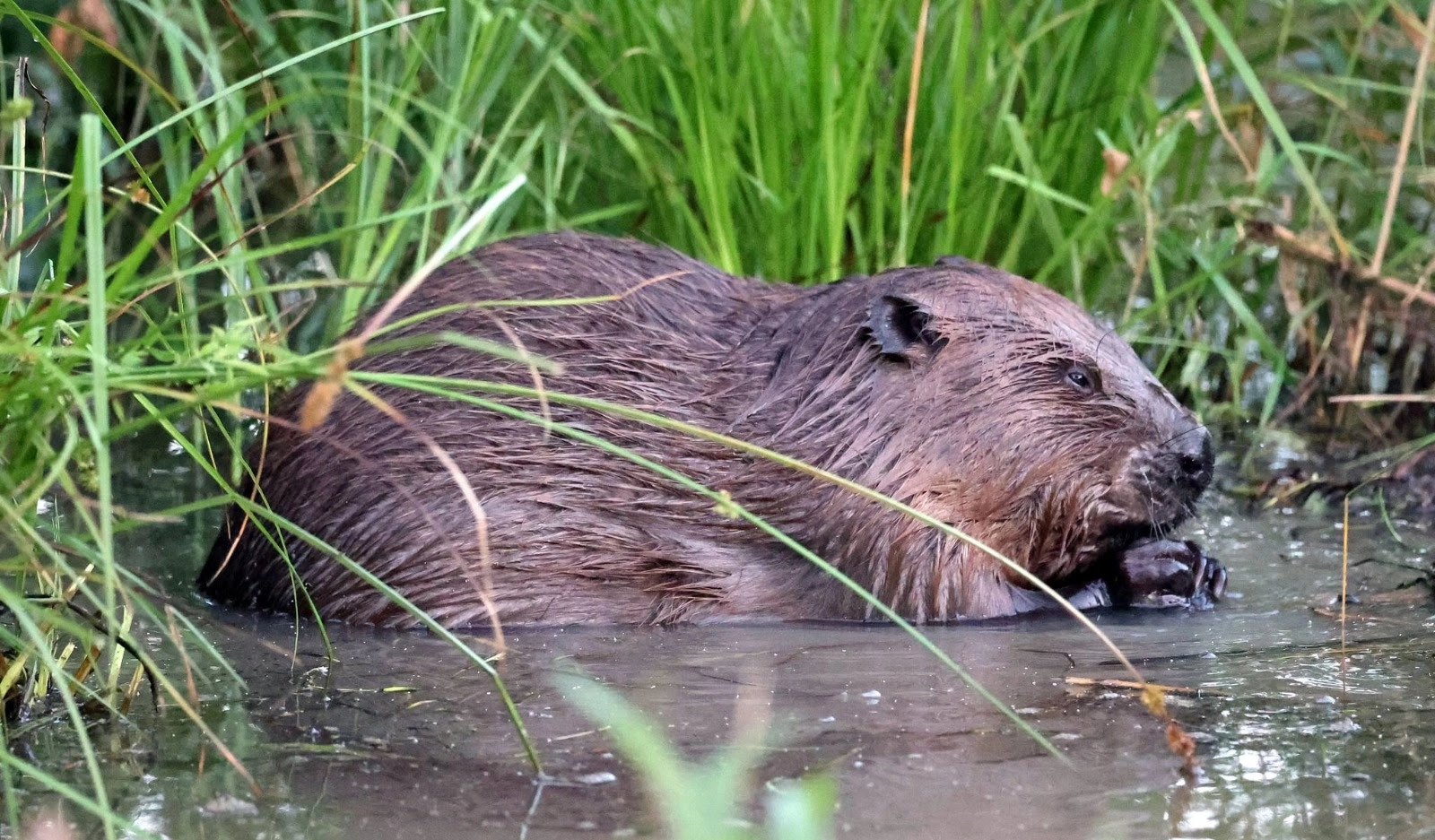 The Ealing Beaver Project – One Year In – The Ealing Beaver Project
